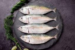 Buy Bangda Fish Online - Cambay Tiger