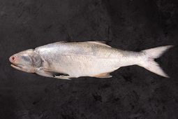 Buy Fresh Indian Salmon/ Rawas Online - Cambay Tiger