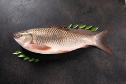Buy Rohu Fish Online - Cambay Tiger