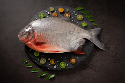 Buy Roopchand Steaks Online - Cambay Tiger